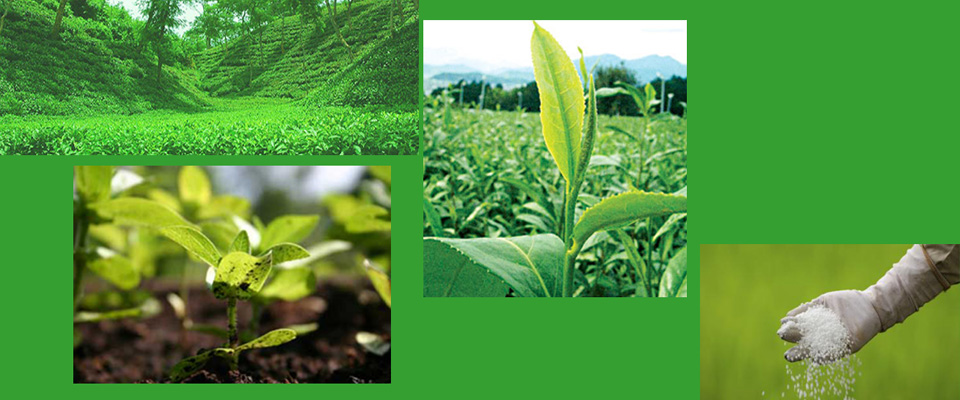 Fair Trade International